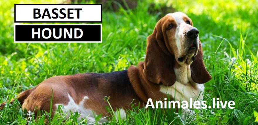 History and Origin Basset Hound - Domestic animals