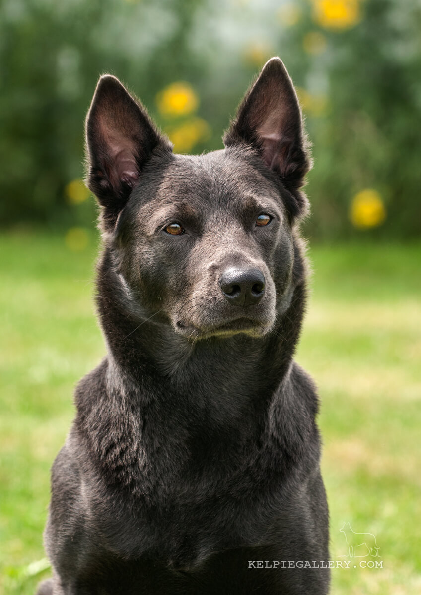blue kelpie - Domestic animals