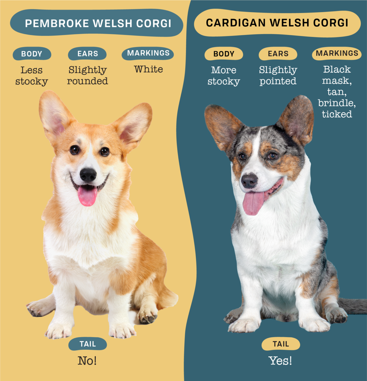 what the difference between corgi and welsh corgi? - Domestic animals