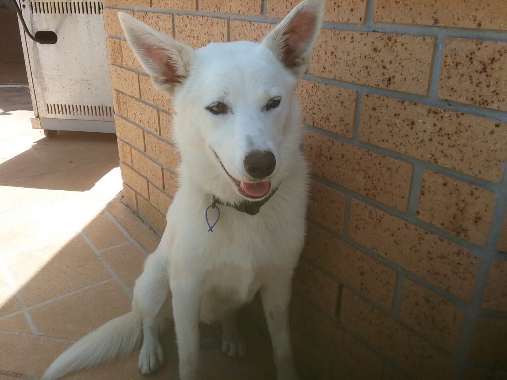 White kelpie - Domestic animals